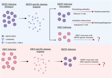 Frontiers Host Immune Response Against Denv And Zikv Infections