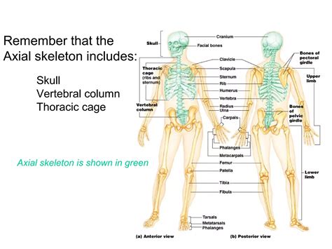 Axial Skeleton Ppt