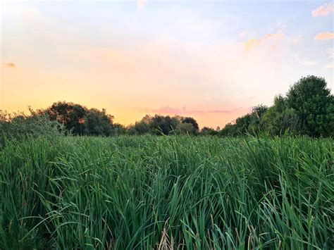 Нашата Гърдова глава Бояна