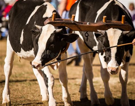 Becerros De Holstein Imagen De Archivo Imagen De Inglaterra 22290559