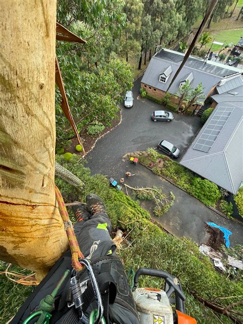 Enhancing Tree Structure For Storm Season The Art Of Pruning