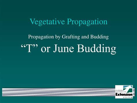 Ppt Plant Propagation Powerpoint Presentation Free Download Id4346626