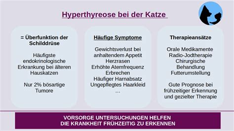 Prävention Krankheiten Und Therapien Hyperthyreose Bei Der Katze Tierarztpraxis Bacherplatz