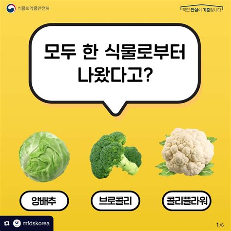 해운대구 어린이•사회복지급식관리지원센터 리그램 Repost From Mfdskorea 양배추 브로콜리 콜리플라워가 형제🥦 떡볶이 볶음요리 샐러드 등에