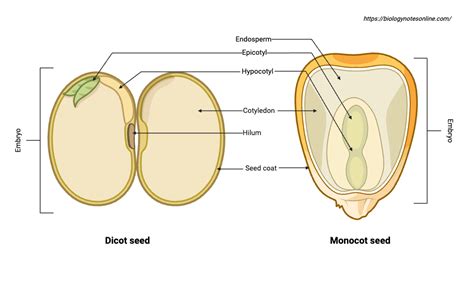 Monocot And Dicot Seed Characteristics Structure Functions