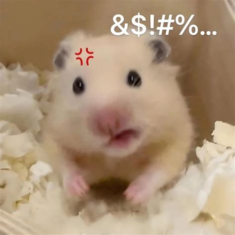 169 Hamster Meme Ngộ Nghĩnh đáng Yêu Và Siêu Hài Hước