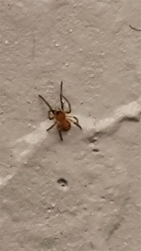 Who Is This Tiny Brown Bug Friend Rwhatsthisbug