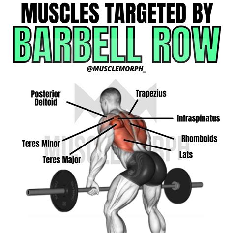 Musclemorph Do You Barbell Row The Barbell Row Is A
