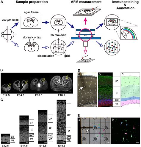 Figure 1 From Systematic Profiling Of Spatiotemporal Tissue And
