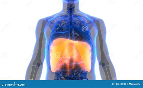 Human Body Organs Respiratory System Diaphragm Anatomy Stock