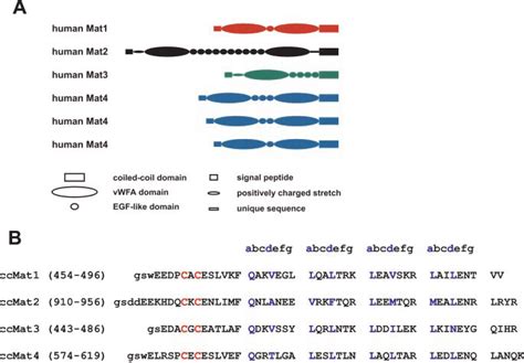 Design Of The Matrilin Coiled Coil Domains A Schematic Color