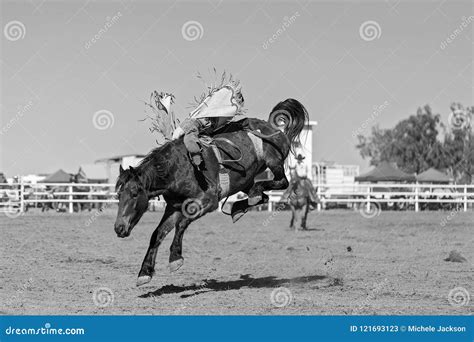 Bucking Bronco Horse At Country Rodeo Stock Image Image Of Event