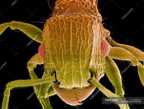 Ant Under Microscope