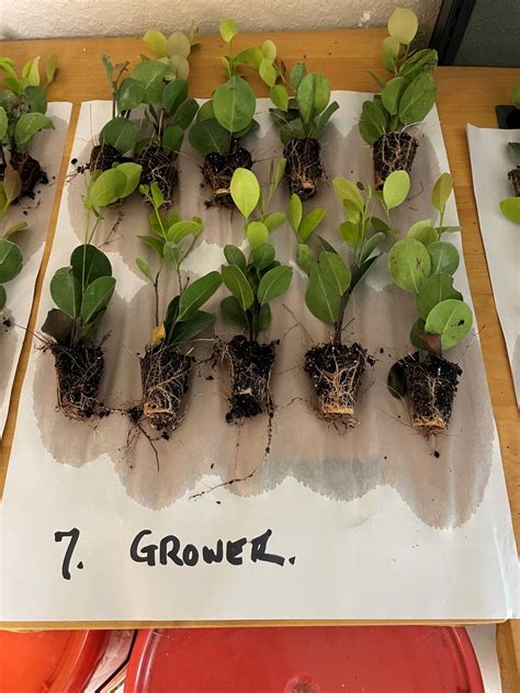 Harrells Partners For Better Root Growth Greenhouse Product News