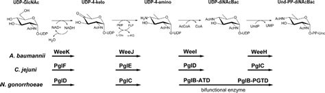 Figure 1 From Biosynthesis Of Udp N N Diacetylbacillosamine In Acinetobacter Baumannii