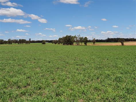 Premier Digit Grass Seed At Gulgong Nsw Gulgong Nsw