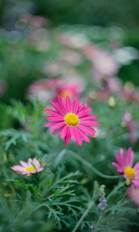 Som Berthiot Paris Flor 50mm F2 8 Photography Lens And Kits On Carousell