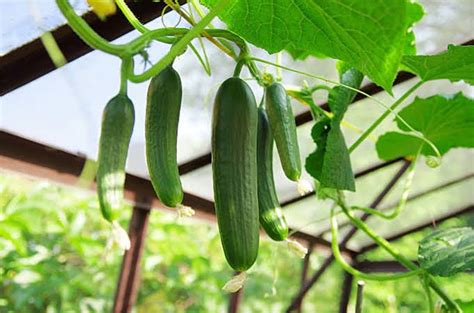 কৃষি গ্রীষ্মকালীন শসা চাষাবাদ পদ্ধতি। শসা একটি জনপ্রিয় গ্রীষ্মকালীন সবজি যা পুষ্টিগুণে ভরপুর