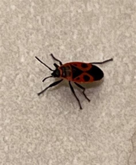 What Is This Bug A Sexy Cockroach R Whatisthisbug