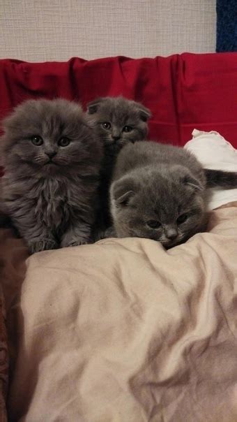 Шотландская длинношерстная вислоухая девочка 24 11 2022 года рождения Осталась одна Готова