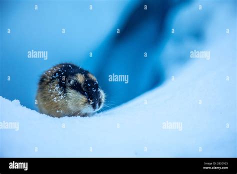 Lemming Della Tundra