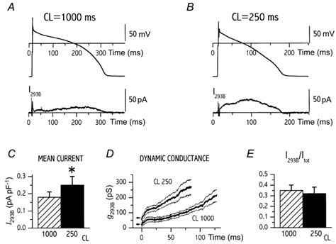 rate dependency of 293b sensitive current i ks a and b examples of