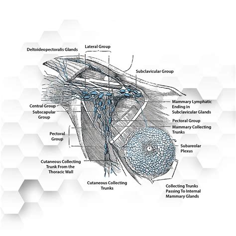 Glasgow Skin Cancer Clinic Sentinel Node Biopsy For Melanoma