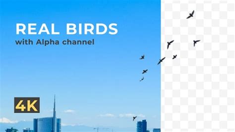 Bird Swarm Flights Backgrounds Motion Graphics Ft Above And Bird Envato