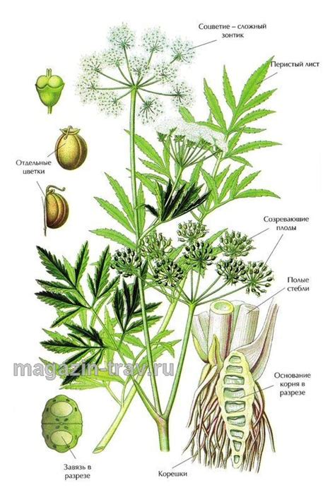 Магазин трав ВЕХ ЯДОВИТЫЙ Cicuta Virosa