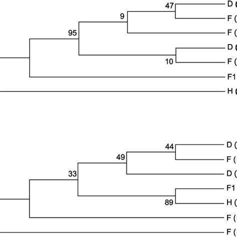 phylogenetic tree generated using a maximum parsimony method