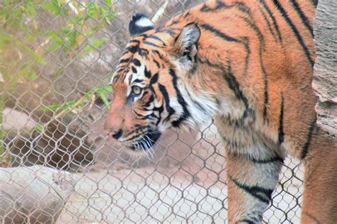 Restless Malaysian Tiger
