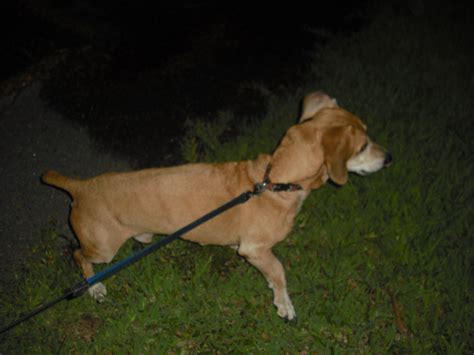 Basset Artesian Normand Greatdogsite