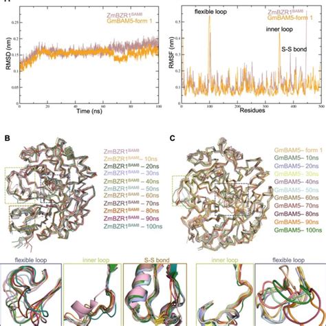 Comparative Molecular Dynamics Simulation Of Zmbzr1 Bam8 And Gmbam5 A