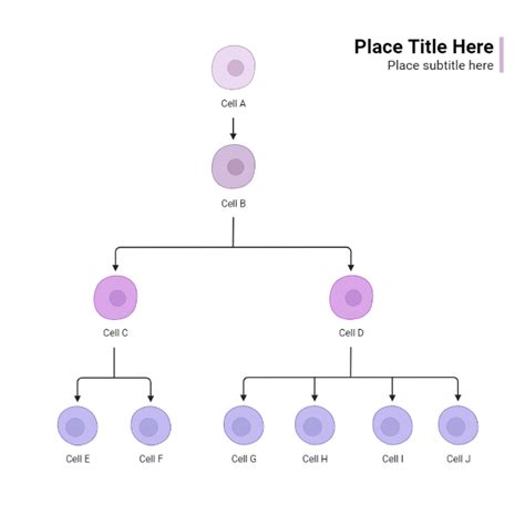 Cell Differentiation Pathway Layout Vertical BioRender Science
