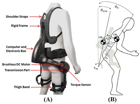 A A Back Support Exoskeleton With Indications To Main Components B Download Scientific