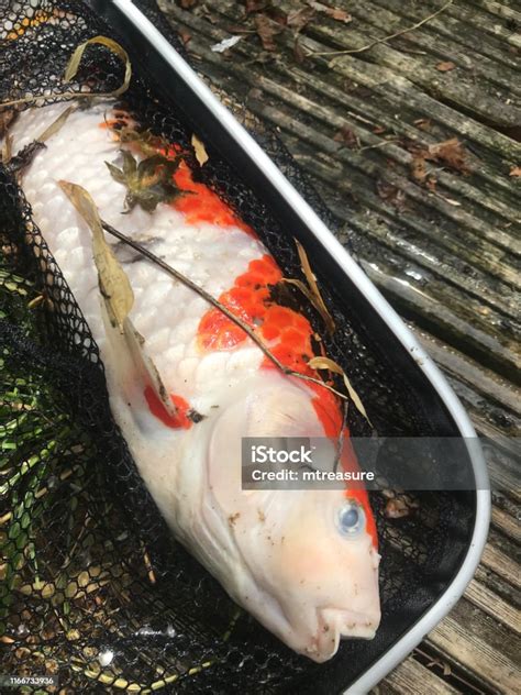 큰 죽은 잉어 잉어 물고기의 이미지는 낚시 그물에 물 밖으로 때문에 가난한 수질 오염 기생충 먹이 아가미 빨강 흰색 Sanke 잉어 잉어를 검사하기 위해 밖으로 물고기 비늘