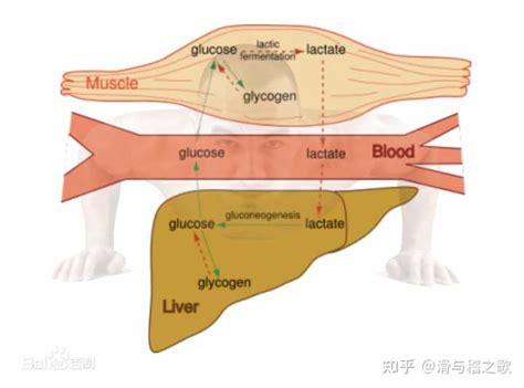 Ldh同工酶的特异性分布有什么生物学意义？ 知乎