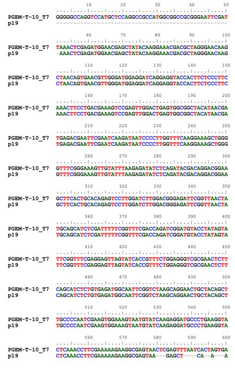 Sequence Of P19 Gene Resulted From Cloning With Pgem T Easy Download Scientific Diagram