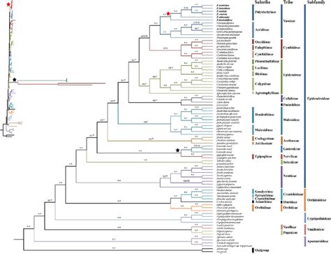 phylogenetic tree constructed using maximum likelihood ml and