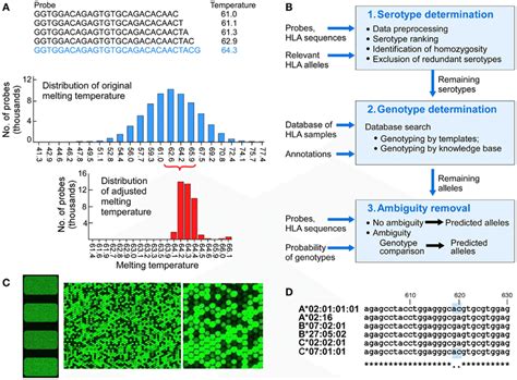 The Design Of Components Of The Hla Typing System A Probe Design And Download Scientific