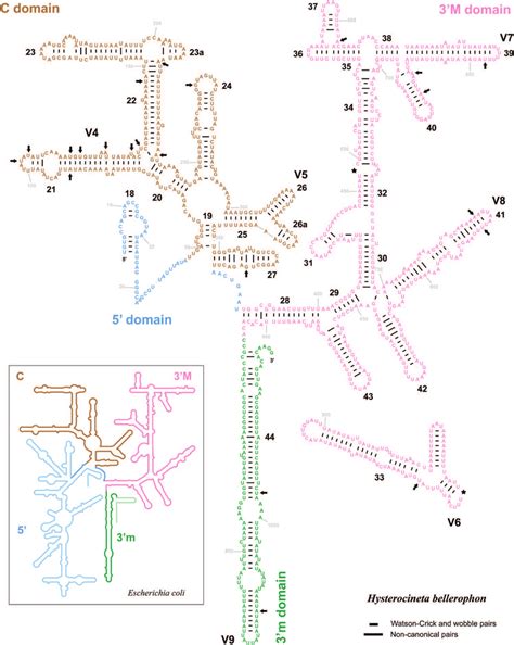 Secondary Structure Of The C 3ʹm And 3ʹm Domains Of The 16s Rrna Download Scientific Diagram