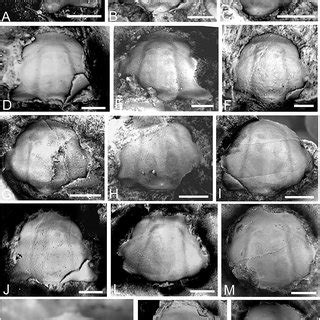 Cranidia Of Tsinania Shanxiensis Zhang And Wang 1985 All Specimens