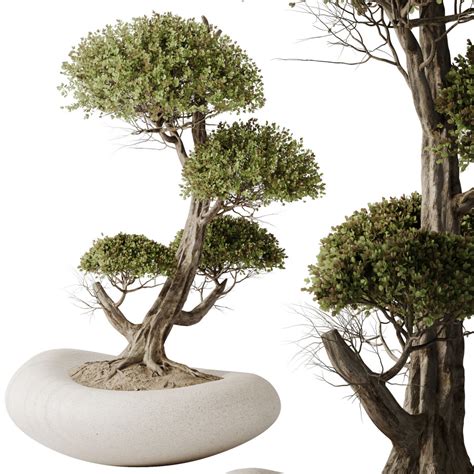 Ficus Retusa Microcarpa Bonsai Ginseng07 3d Model For Corona Vray