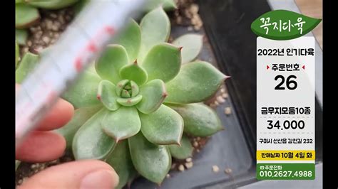 10월4일 번개영상 금무지모둠10종 대박가격꼭지가 추천하는 핫한 금다육 Youtube