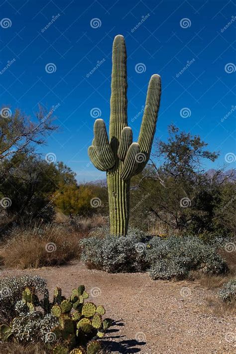 The Symbol Of American Southwest Saguaro Cacti At Saguaro National