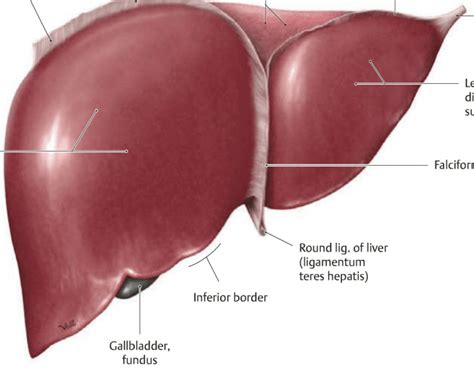 Liver Surface Quiz