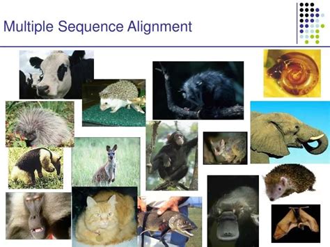 PPT Multiple Sequence Alignment PowerPoint Presentation Free Download ID 1606526