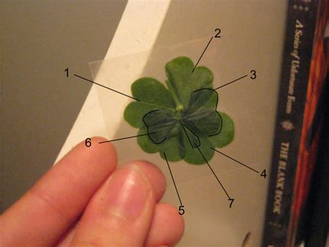 Seven Leaf Clover By Heilei On Deviantart