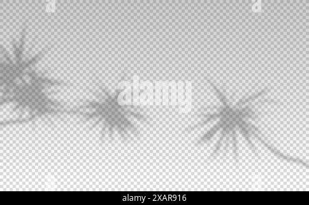 Shadow Overlay From A Palm Tree Branch Isolated On A Transparent Background Set Different Types
