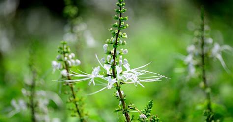 Java Tea Orthosiphon Aristatus Top Quality Herbs Tinctures